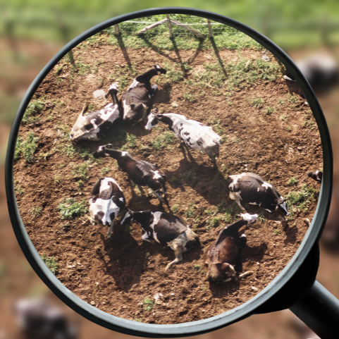 GPS Collars tracking devices for Birds, wildlife and agriculture