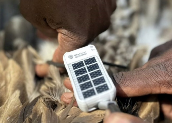 GPS tracking collars for Birds, wildlife and agriculture Ian AR Hulbert A/S